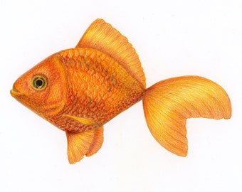 Carassius Auratus | Etsy