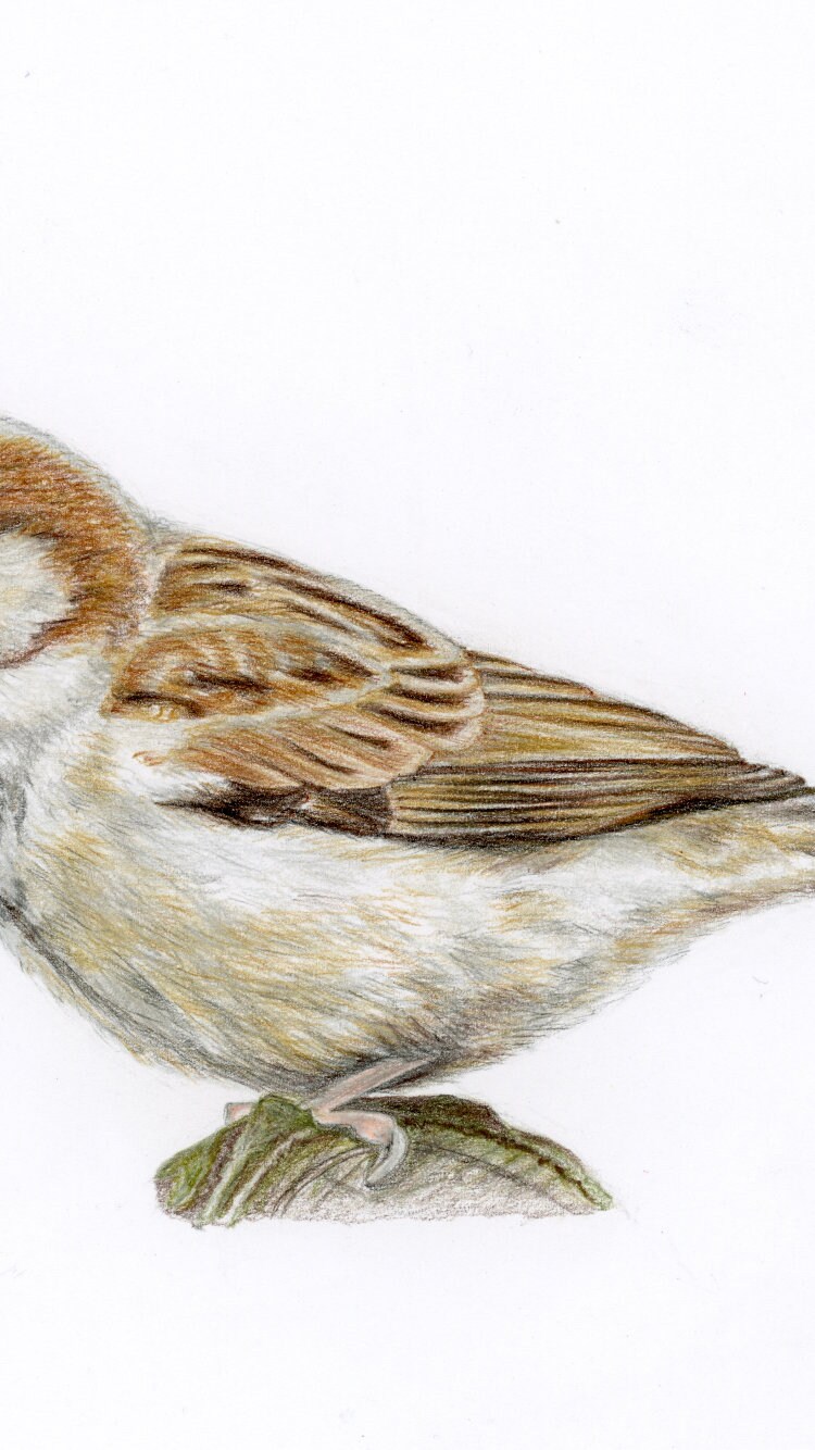 PRINT Spatz Vogel, realistische Zeichnung, Zoologische Illustration ...