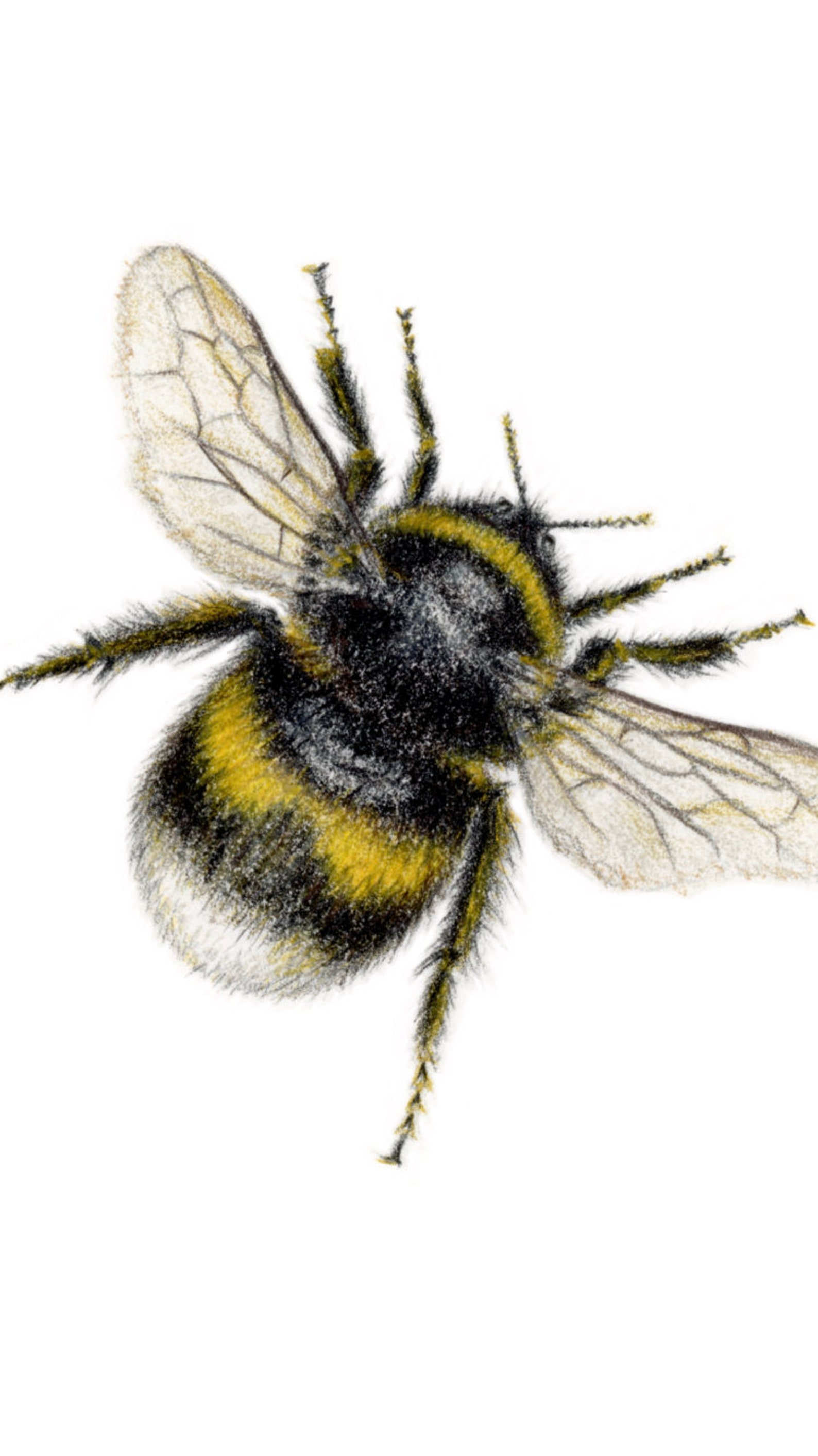 Hummel KUNSTDRUCK realistische Hummel Wandkunst zoologische - Etsy.de