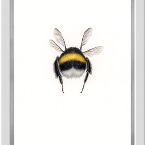 PRINT Flying Bumblebee, Bumblebees Butt, Realistic Bumblebee Wall Art, Zoological Illustration ...