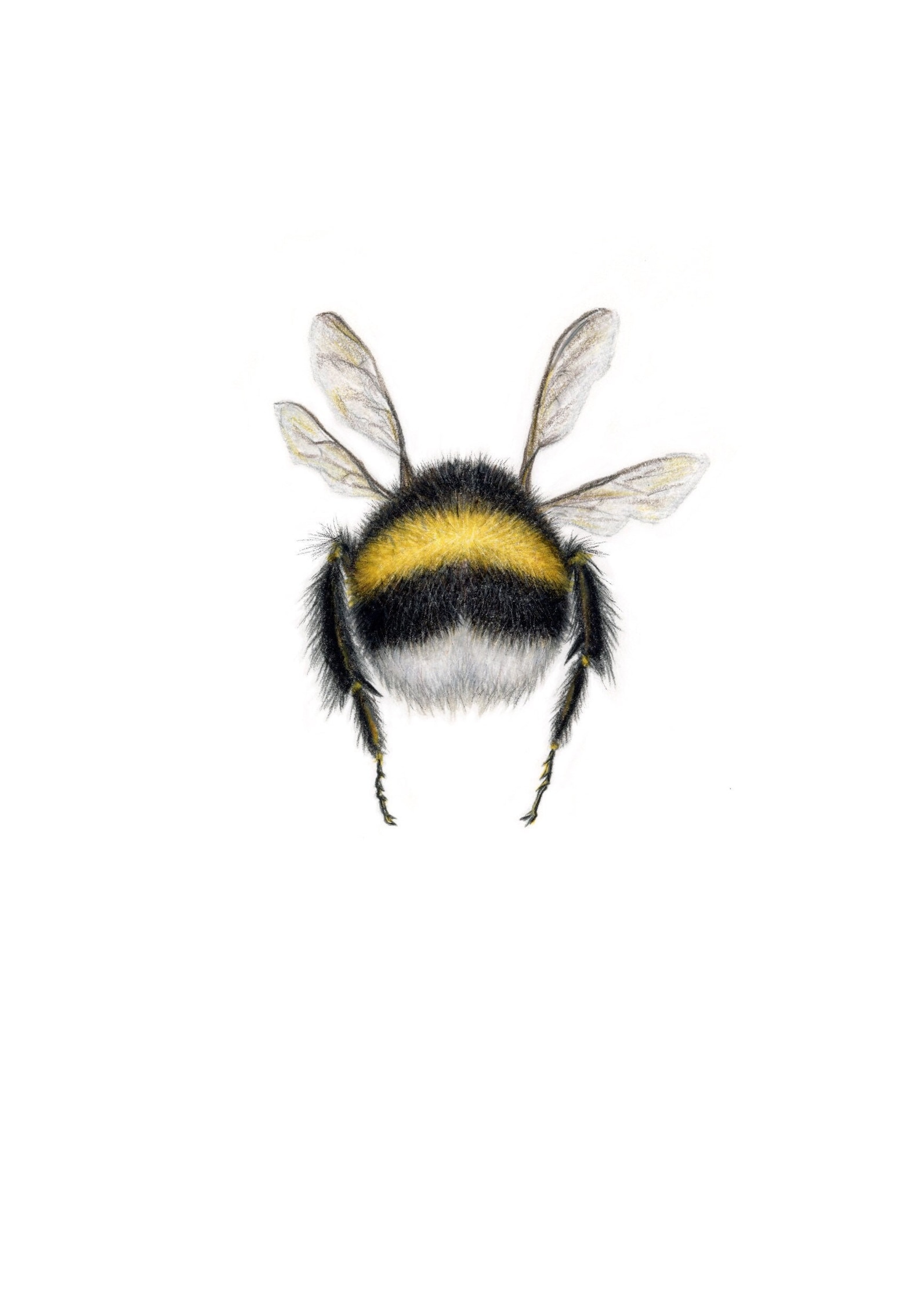 PRINT fliegende Hummel, Hummel Hintern, realistische Hummel Wandkunst ...