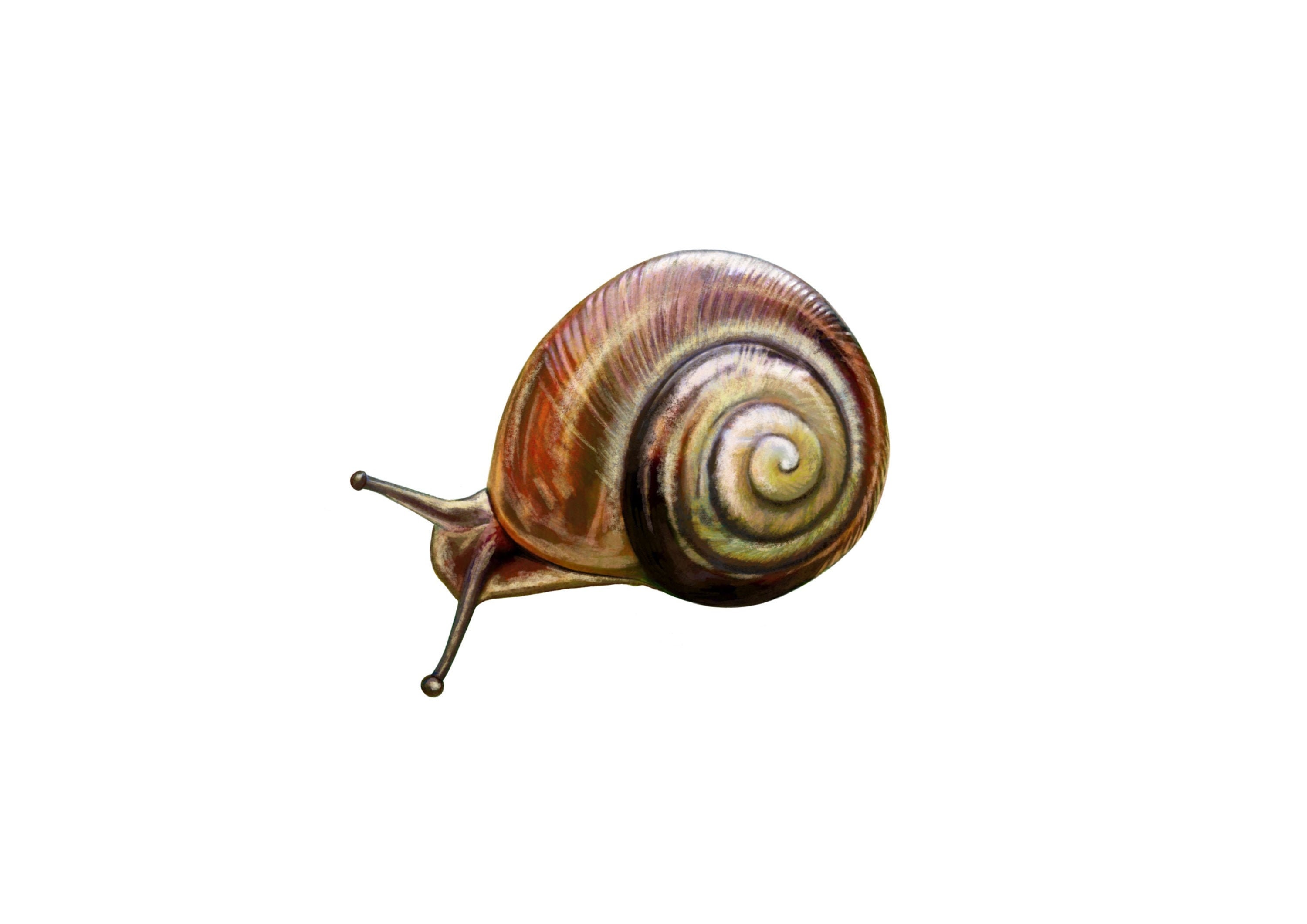 Snail ART PRINT, dibujo de caracol realista, ilustración de zoología ...