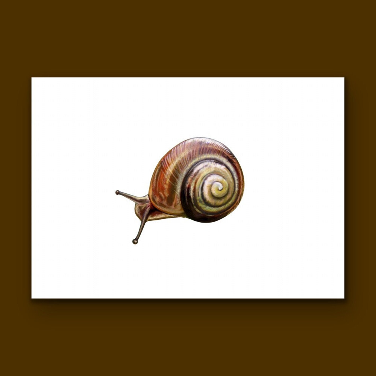 Snail ART PRINT Realistic Snail Drawing Zoology - Etsy