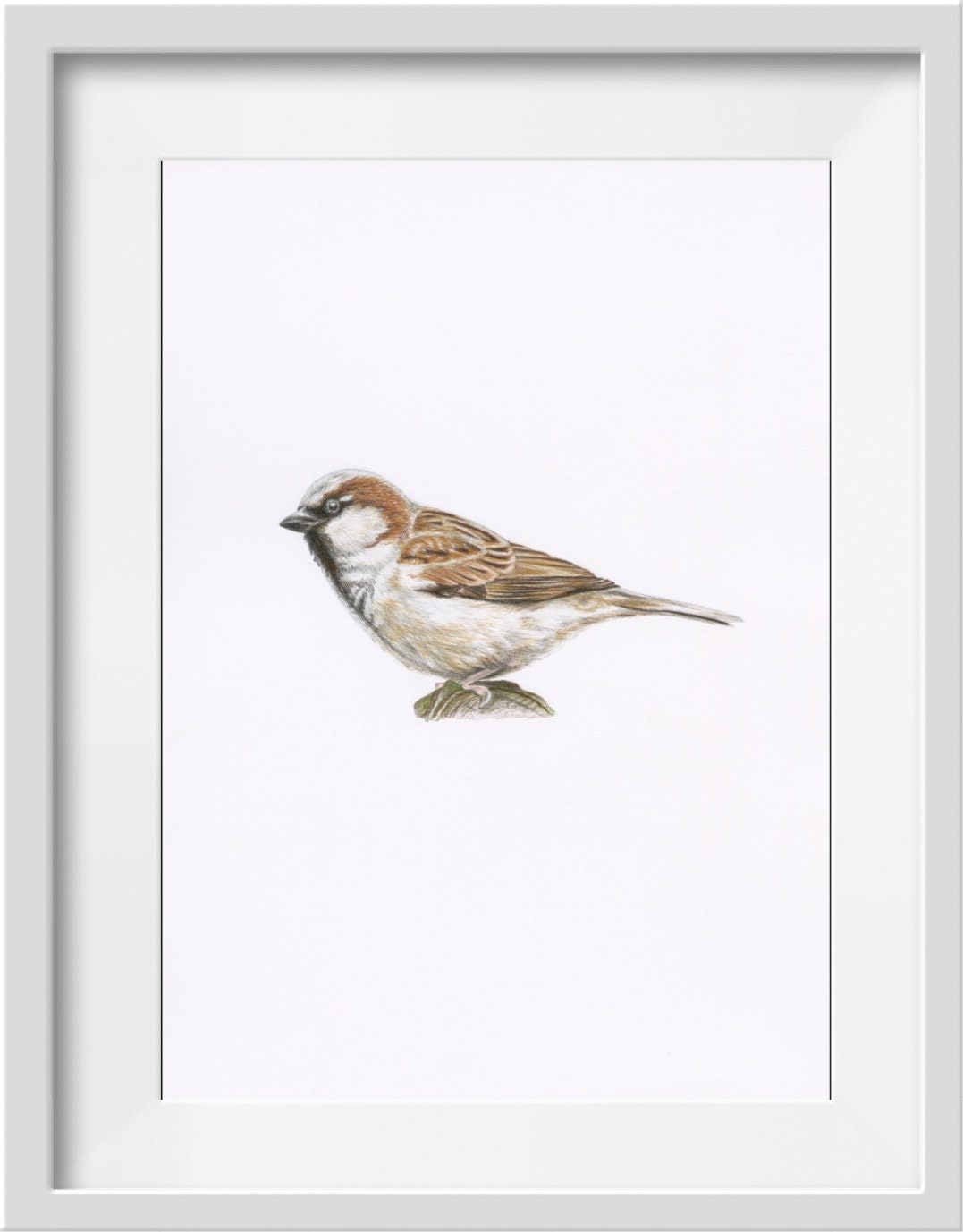 PRINT Spatz Vogel, realistische Zeichnung, Zoologische Illustration ...