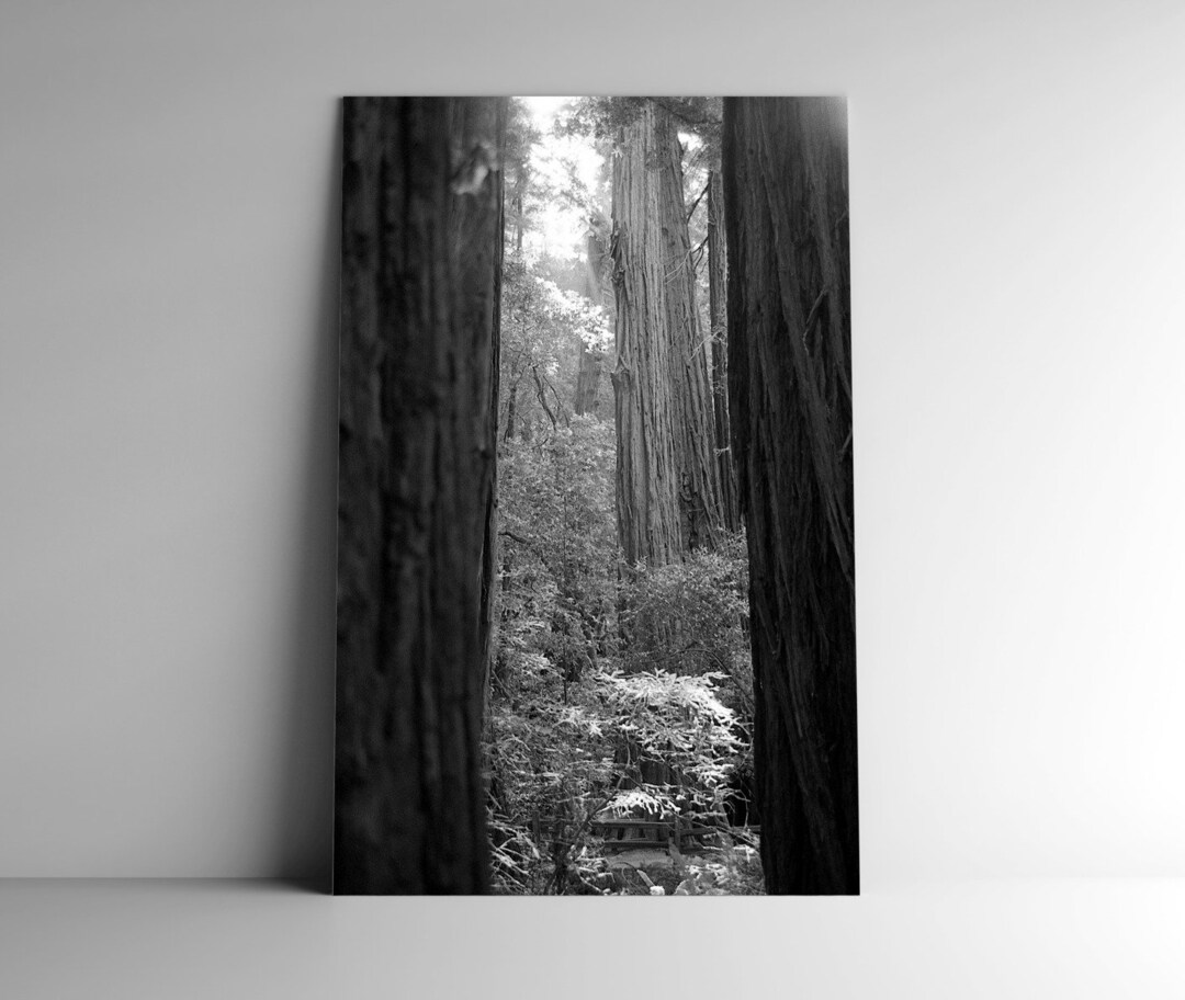 Landscape Photography - Muir Woods - Portal - 11x17 Giclee - Black & White Wall Art - Etsy