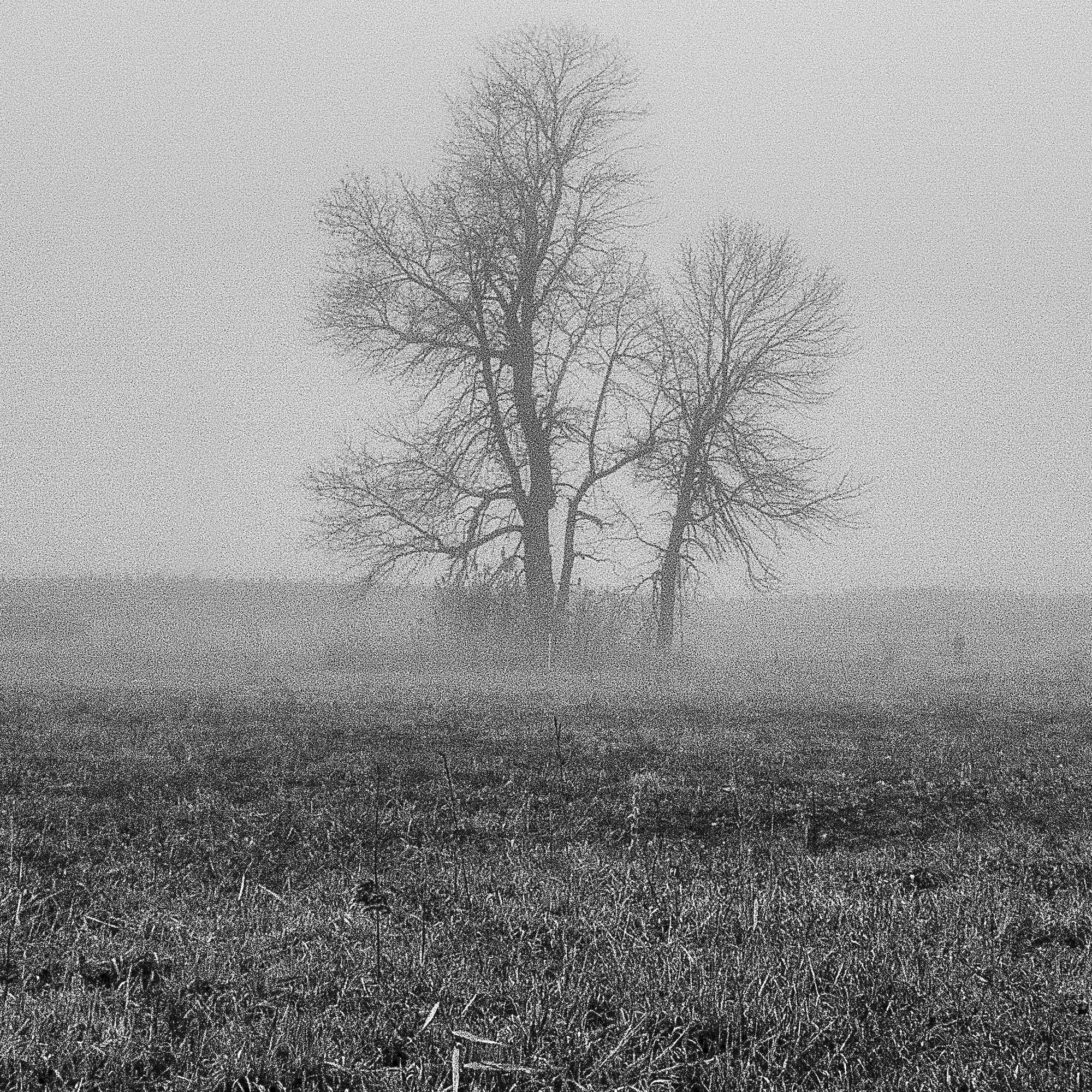 Landscape Photography Goodbye Tree 11x17 Giclee Black & - Etsy
