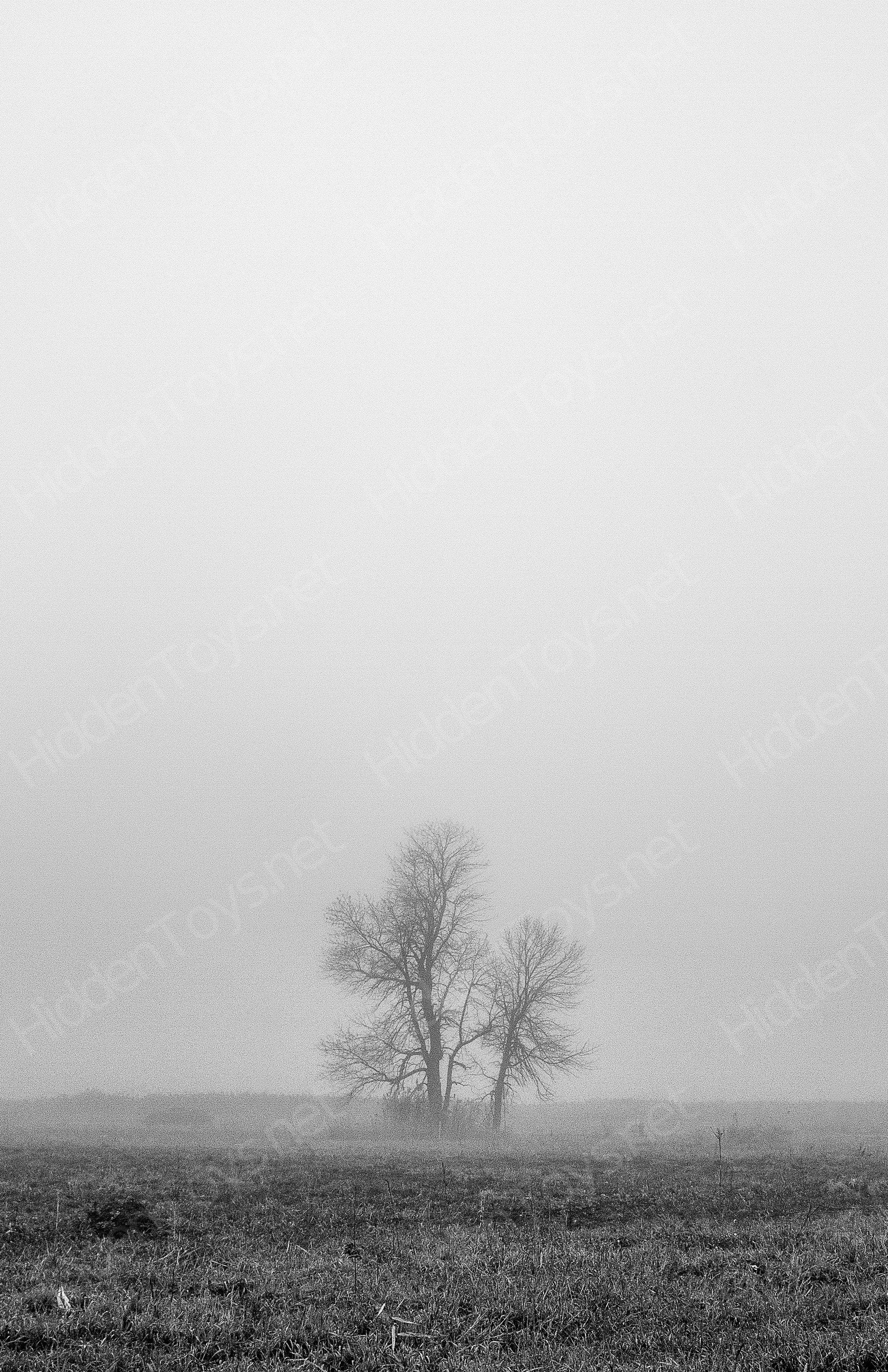 Landscape Photography Goodbye Tree 11x17 Giclee Black & - Etsy