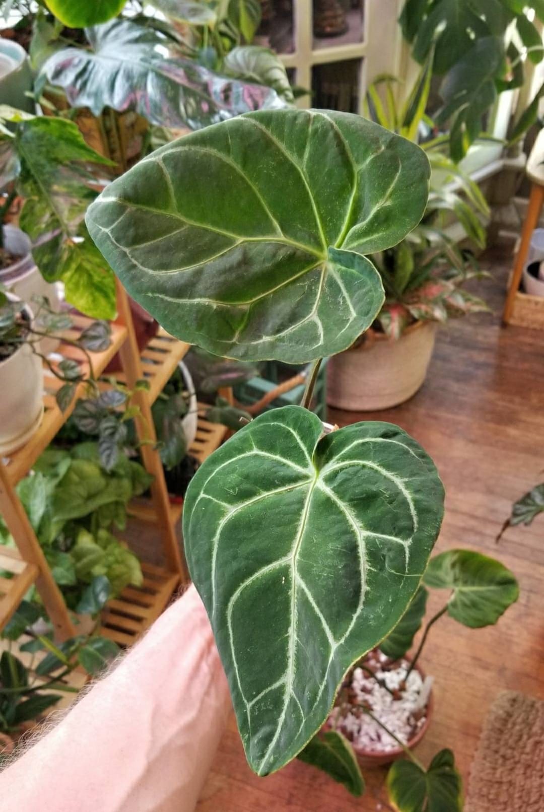 Anthurium Magnificum RARE Tropical Plant. - Etsy