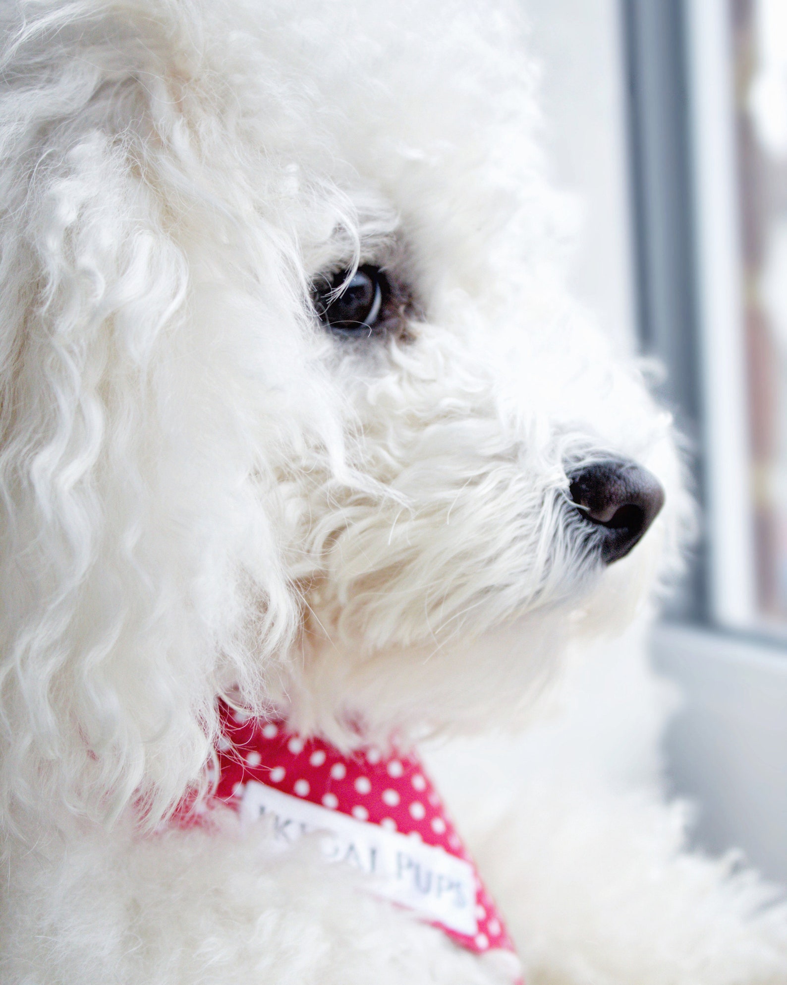 Red Polka Dot Dog Bandana, Spotty Red Dog Bandana, Red Spotted Dog ...
