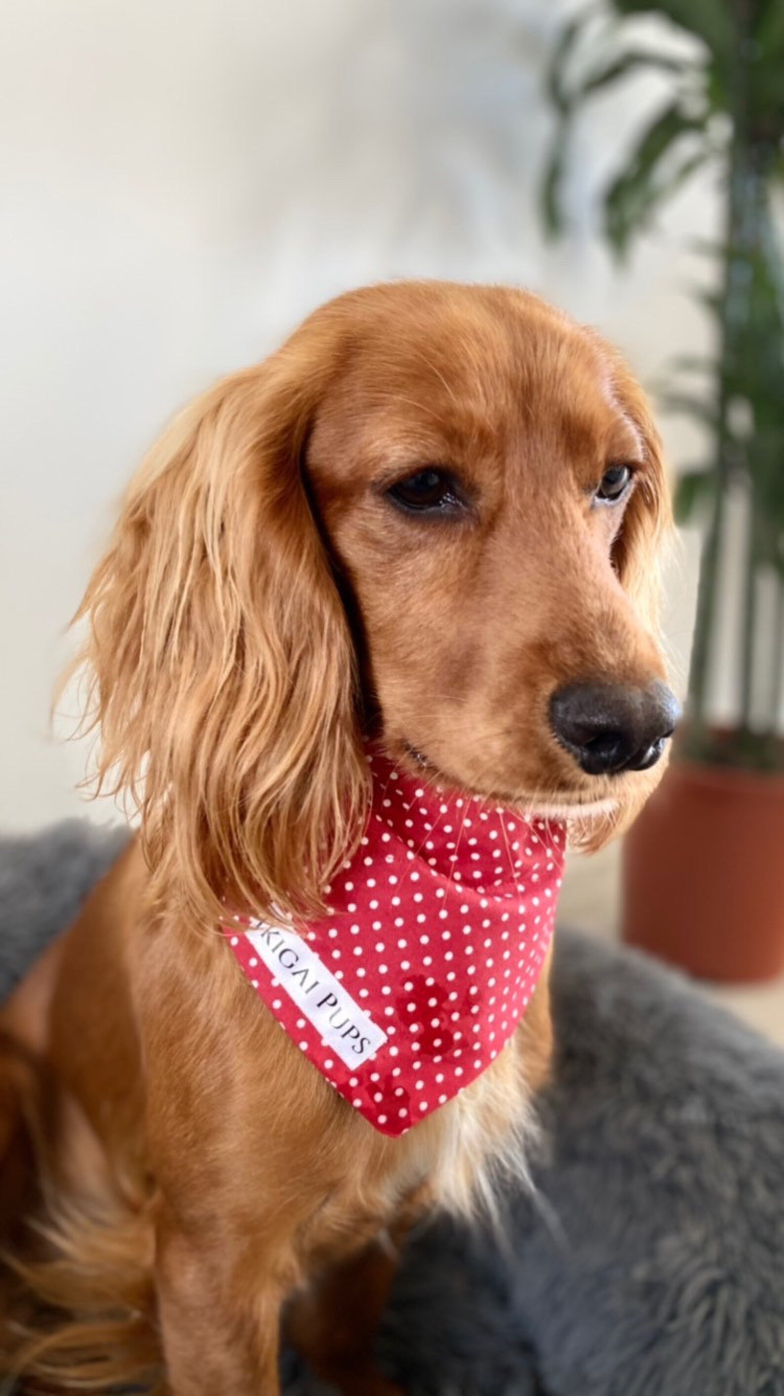 Red Polka Dot Dog Bandana, Spotty Red Dog Bandana, Red Spotted Dog ...