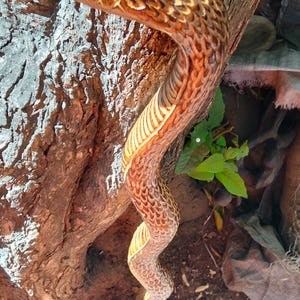 African Python Original Hiking Walking Stick Cane Handmade Kenya Africa ...