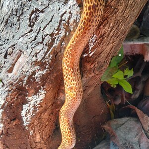 African Python Original Hiking Walking Stick Cane Handmade Kenya Africa ...