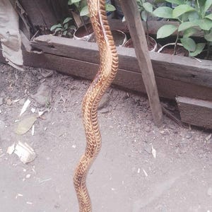 African Python Original Hiking Walking Stick Cane Handmade Kenya Africa ...