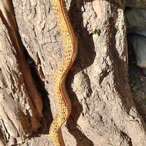 African Python Original Hiking Walking Stick Cane Handmade Kenya Africa ...