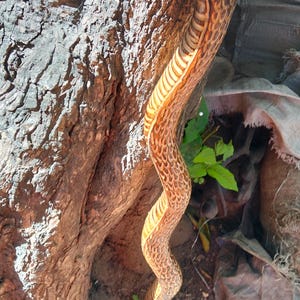 African Python Original Hiking Walking Stick Cane Handmade Kenya Africa ...