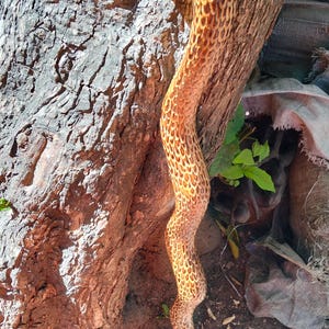 African Python Original Hiking Walking Stick Cane Handmade Kenya Africa ...