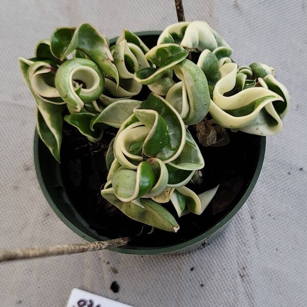 Variegated Hindu Rope Hoya - Etsy