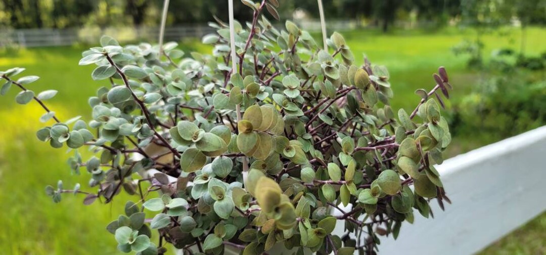 Soldtradescantia Callisia Repens Gold 6 Hanging Pot - Etsy