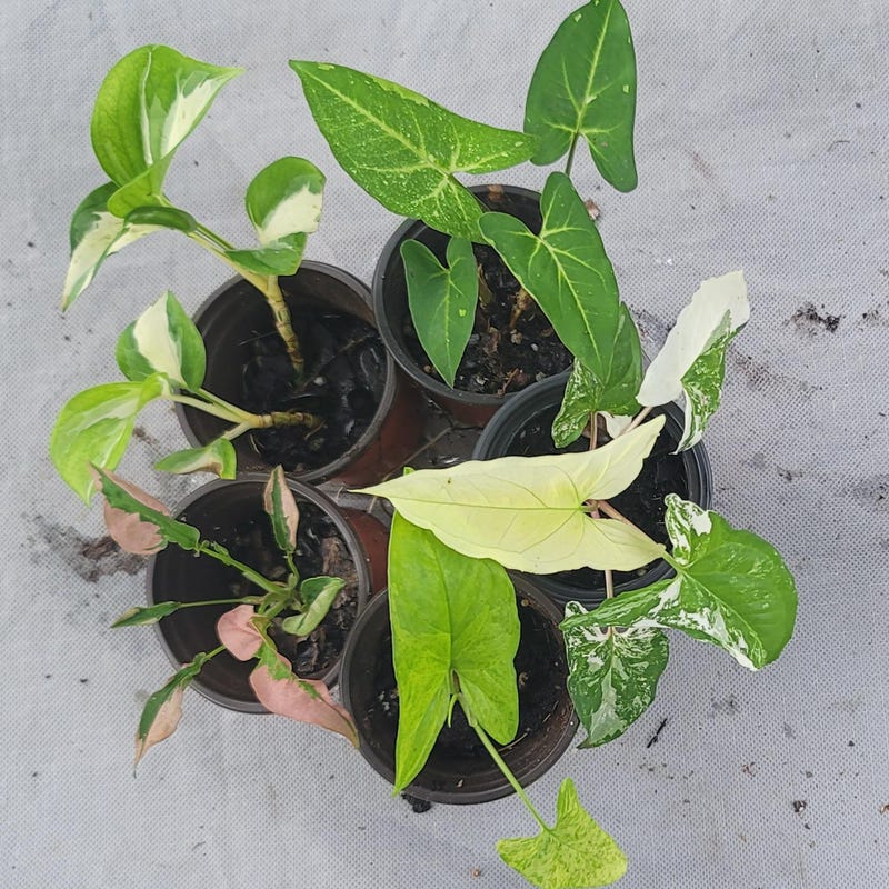 Harlequin Pothos - Etsy