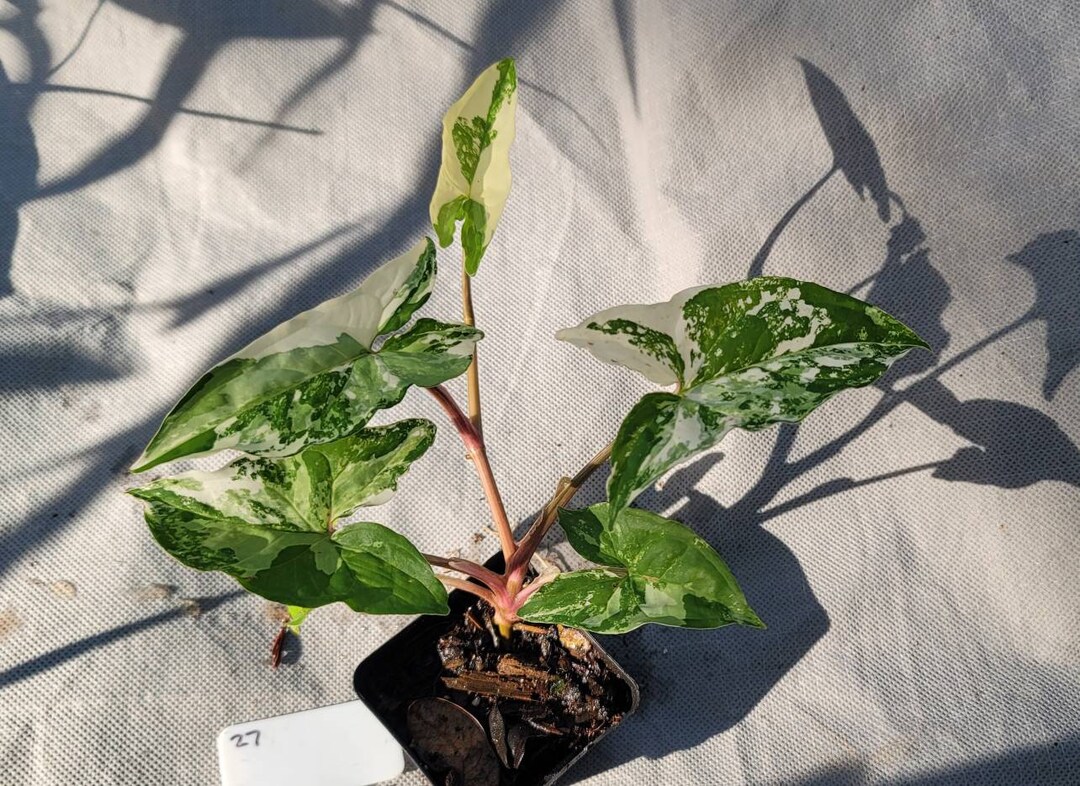 Syngonium Albo, Highly Variegated, With Half Moon, Full Moon and Marble ...
