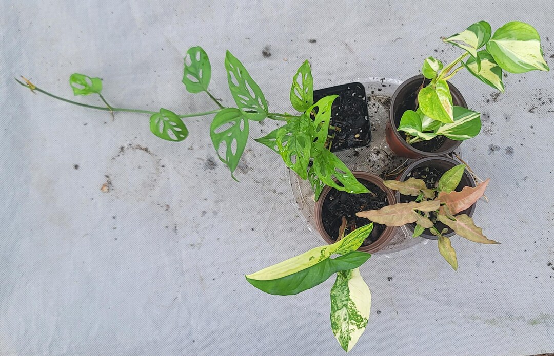 SOLD 4-pc Collector's Pack, Monstera Adansonii (swiss Cheese ...