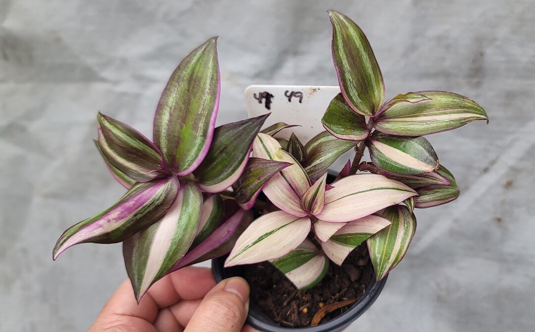 Pre-ordtradescantia Multi-color Discolor, Variegated, Cream, Pink ...