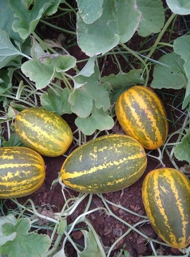 Yellow Dosakaya / Madras Dosakaya - Etsy UK