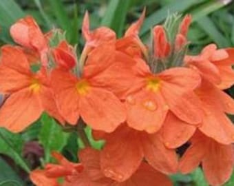 NEW Crossandra Seeds, Tropic Flame Crossandra, Firecracker Flower ...