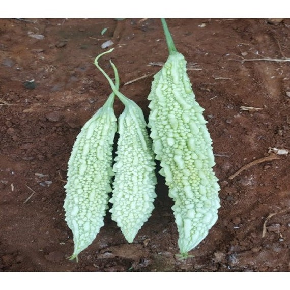White Karela/ Tella Kakarakaya/ White Bittermelon Very High - Etsy