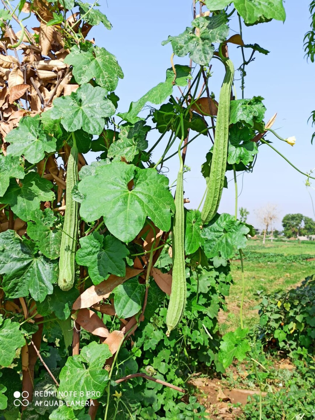 Ridge Gourd/ Beerakaya/ Turi - Etsy