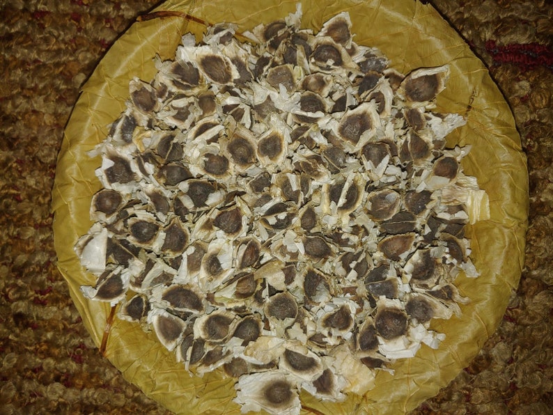 Moringa Oleifera / Munaga Seeds PKM1 Mastero Hybrid Seeds 3 to 4 Month ...