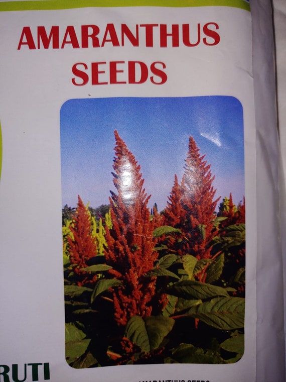 Amaranthus Seeds/ Thotakura Seeds | Etsy