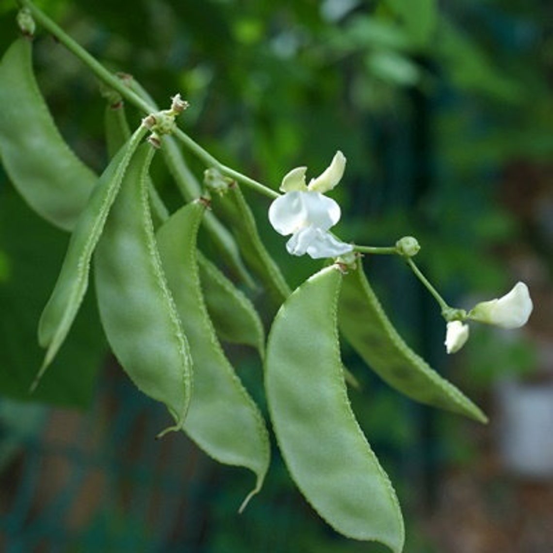 Teega Chikkudu / Papdi Beans/ Dolicus Lab White Flower 60-75 Days Bloom ...