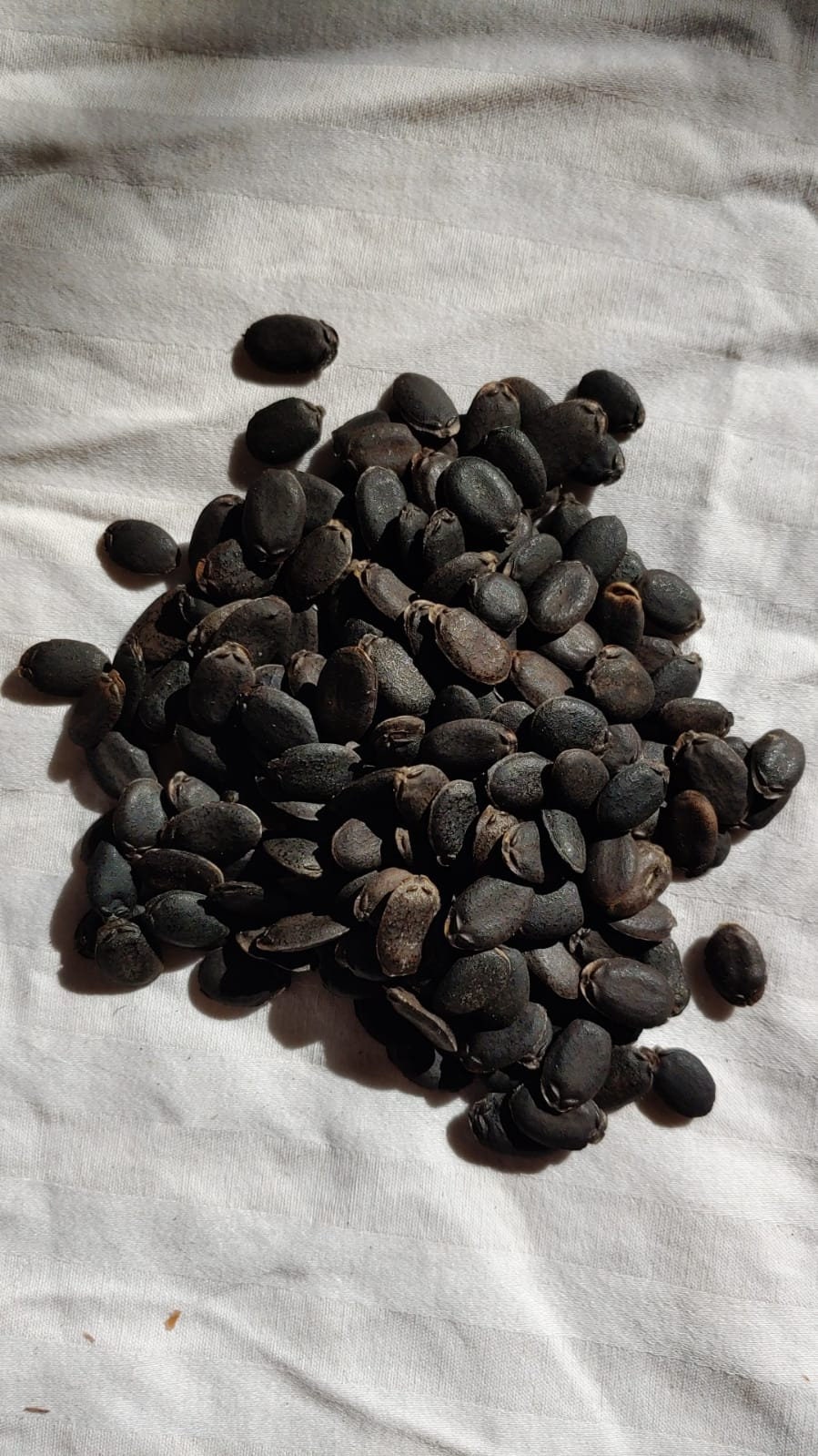 Luffa Seeds/ Neti Beerakaya Seeds - Etsy