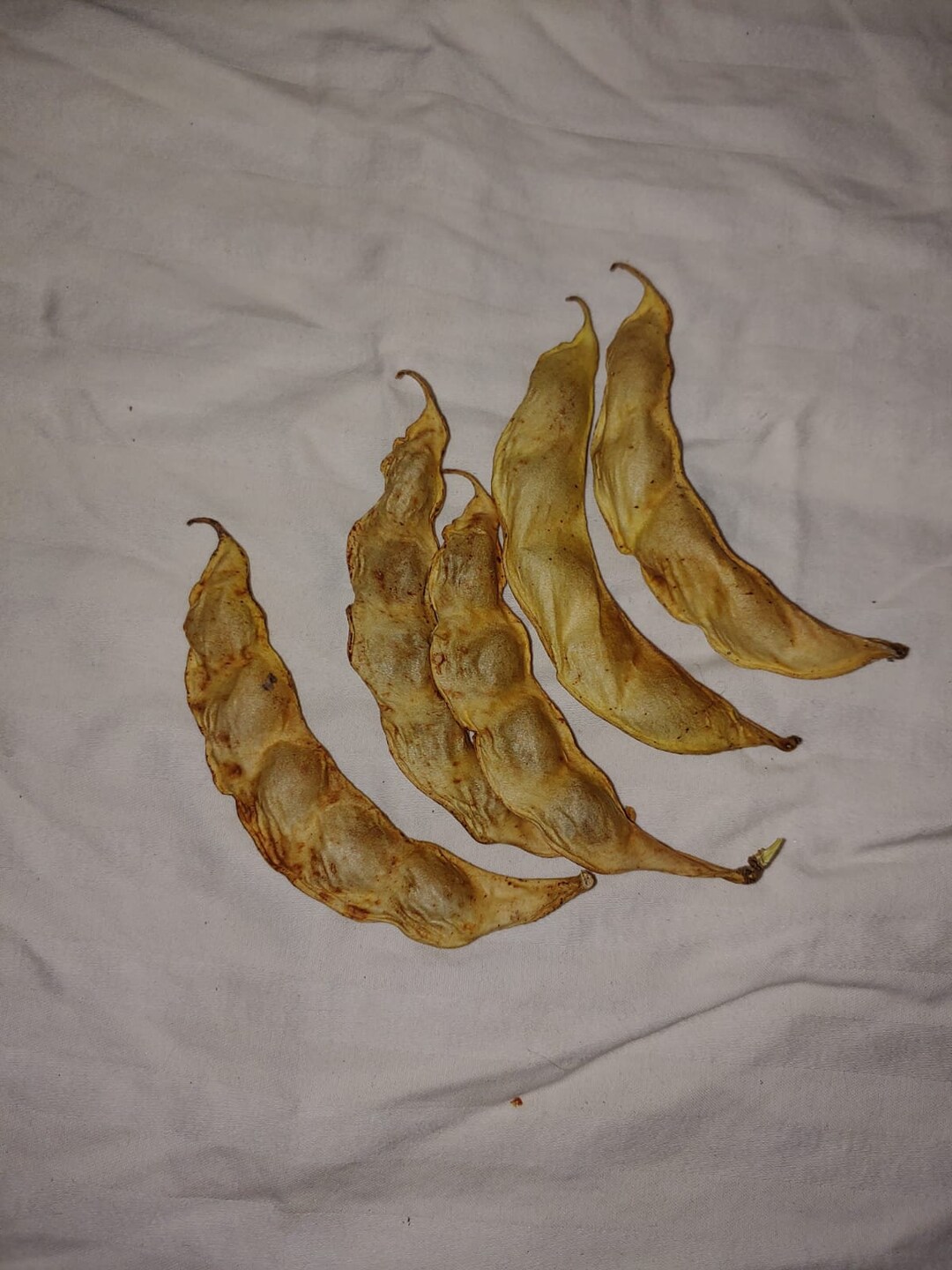 Teega Chikkudu / Papdi Beans/ Dolicus Lab White Flower 60-75 Days Bloom ...