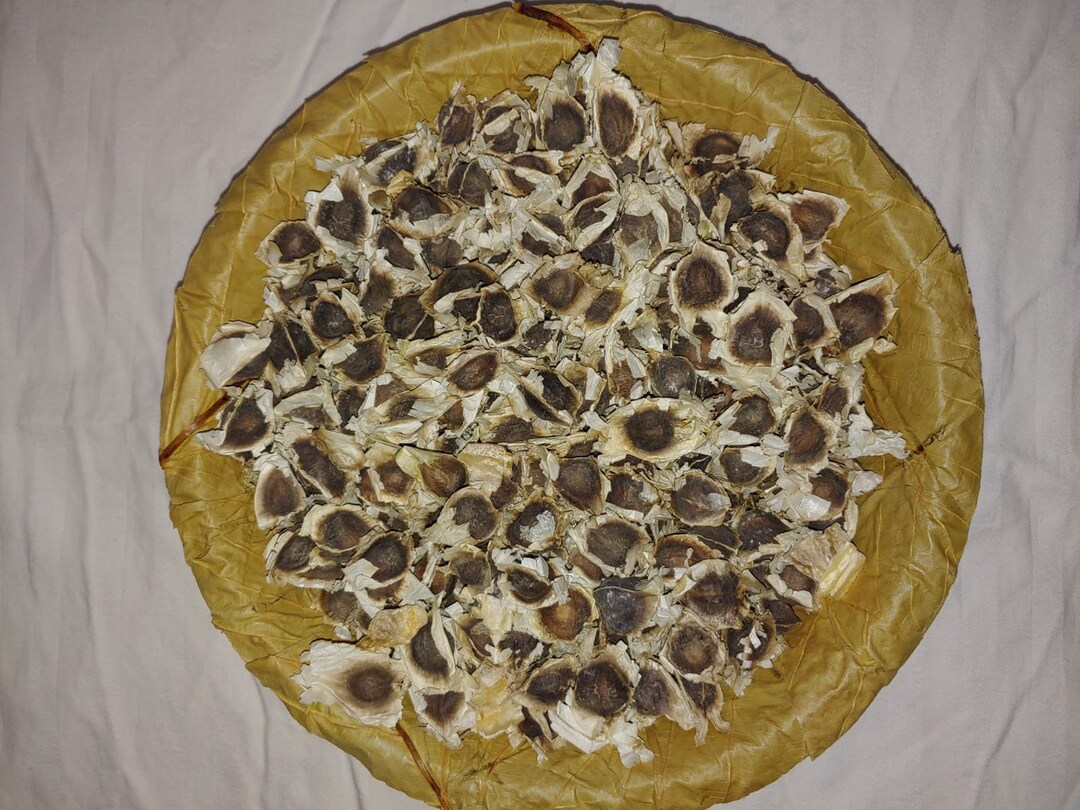 Moringa Oleifera / Munaga Seeds PKM1 Mastero Hybrid Seeds 3 to 4 Month ...