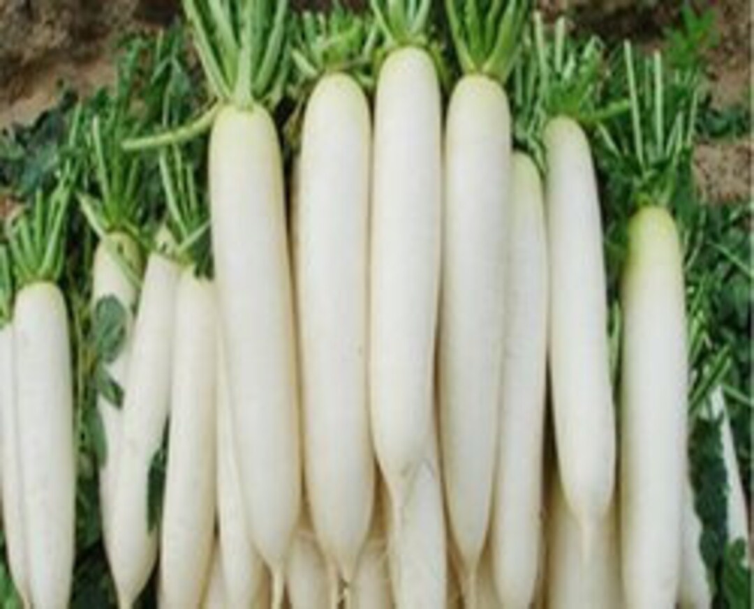White Radish/ Mooli/ Mullangi - Etsy