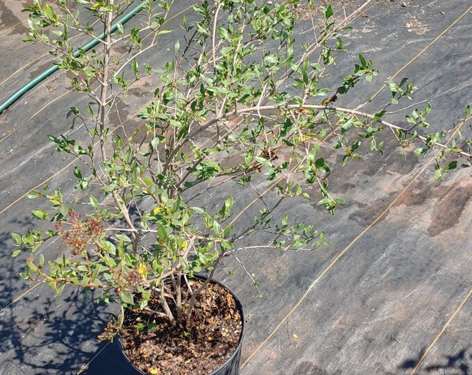 Henna 3 Gallon Pot - Etsy
