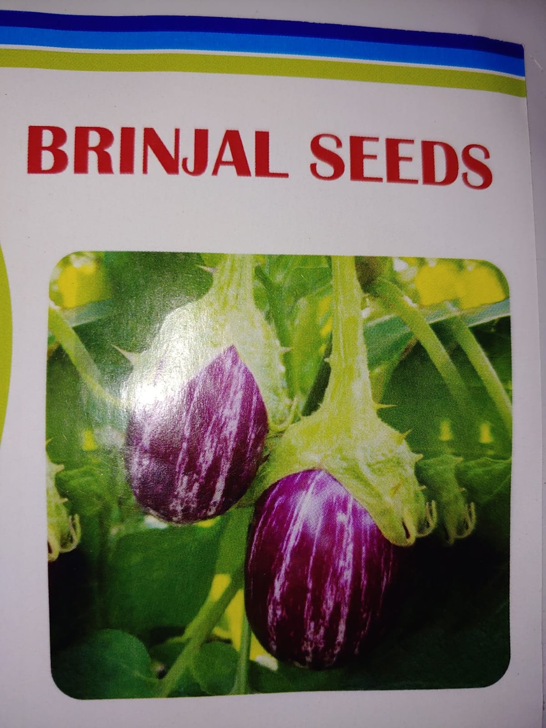 Eggplant With Thornes/ Mullu Vankaya Purple 25 Seeds per Package - Etsy