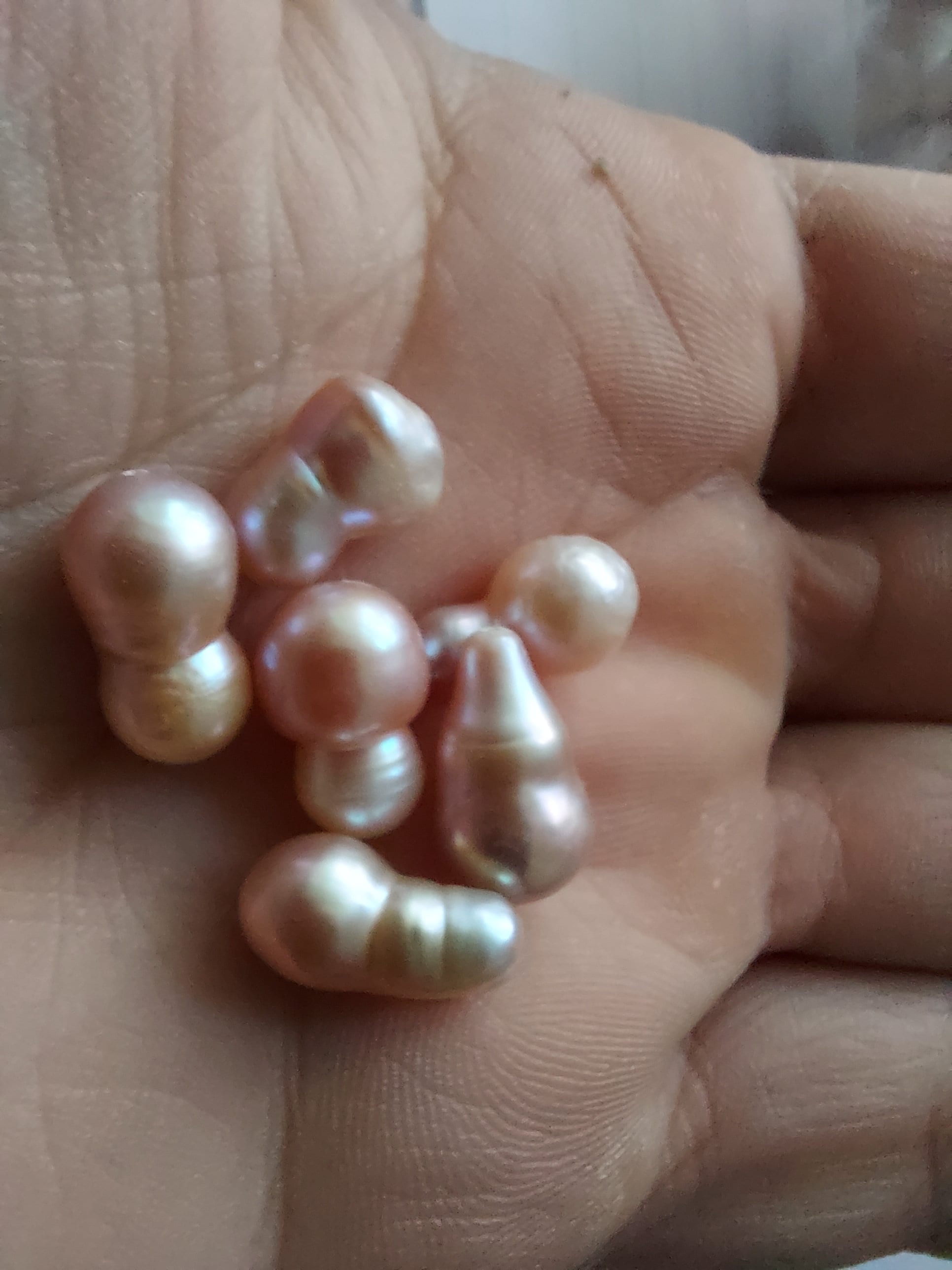 35ct Massive Natural Ocean Scallop Pearls Rare Australian Opalized 6 ...