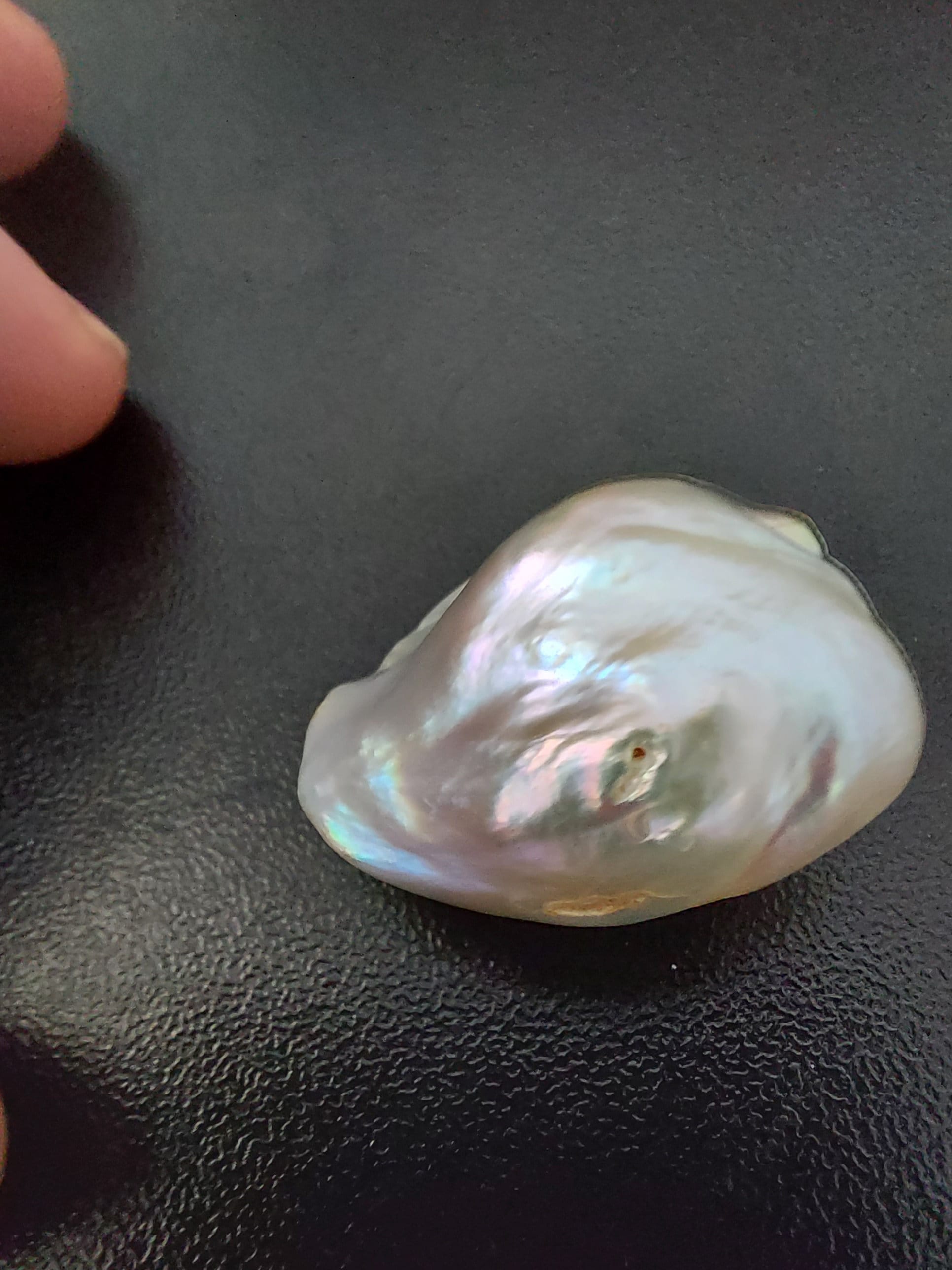 Giant Clam Pearl Price