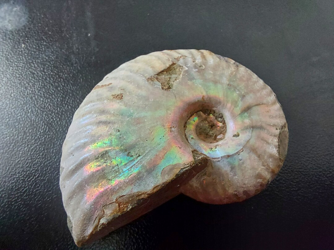 White Ammonite Opalised 35.36ct. 2000 Years Old Fossil Found on the Earth and Polished - Etsy ...