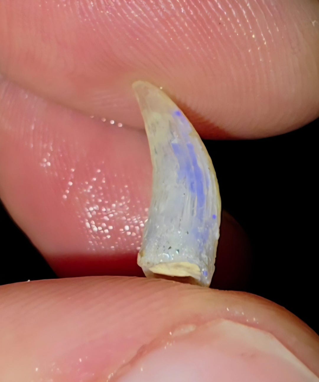RESERVED Australian Plesiosaur Tooth Opal Fossil 100% Genuine 26mm 6 ...