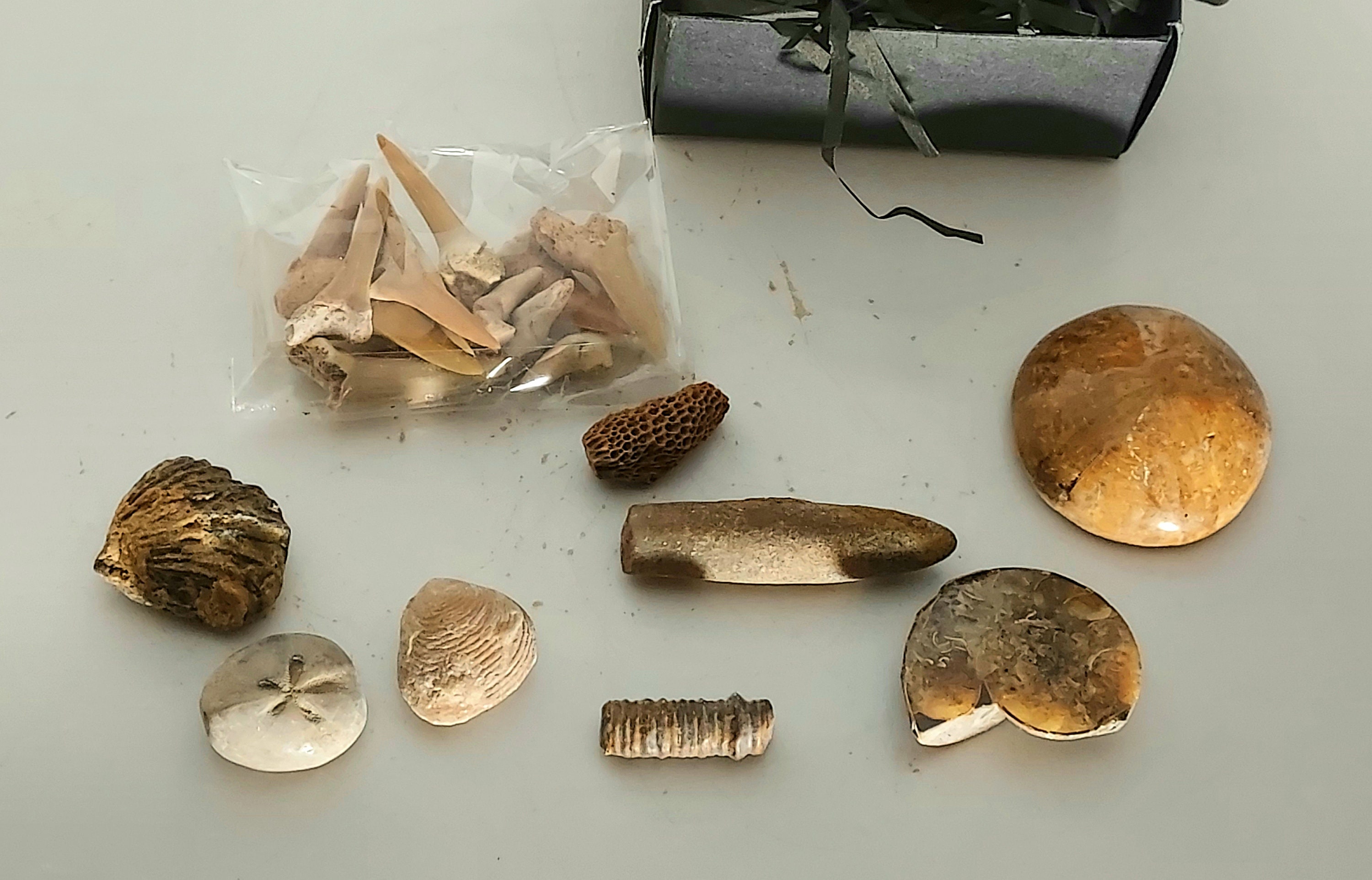 Great Fossil Collection Set of Shark Teeth, Ammonite, Belemnite, Sea ...