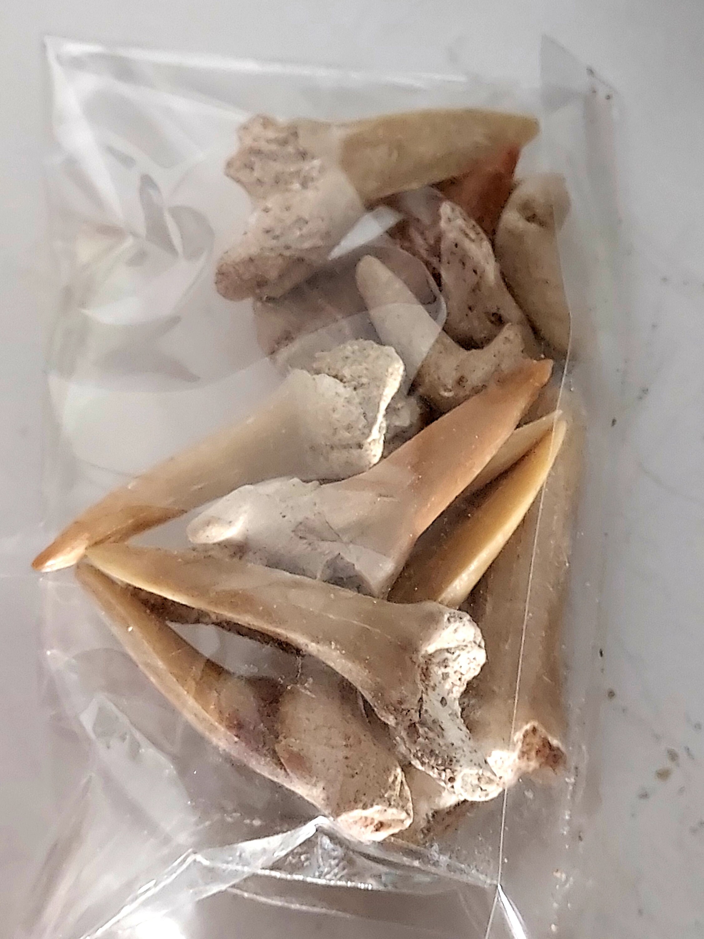 Great Fossil Collection Set of Shark Teeth, Ammonite, Belemnite, Sea ...