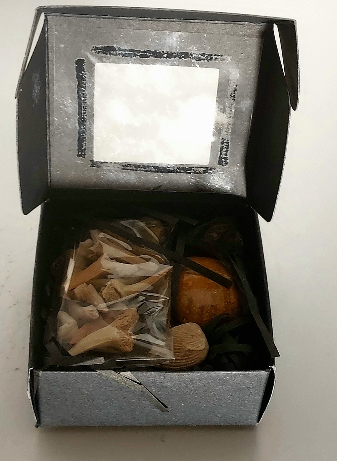 Great Fossil Collection Set of Shark Teeth, Ammonite, Belemnite, Sea ...