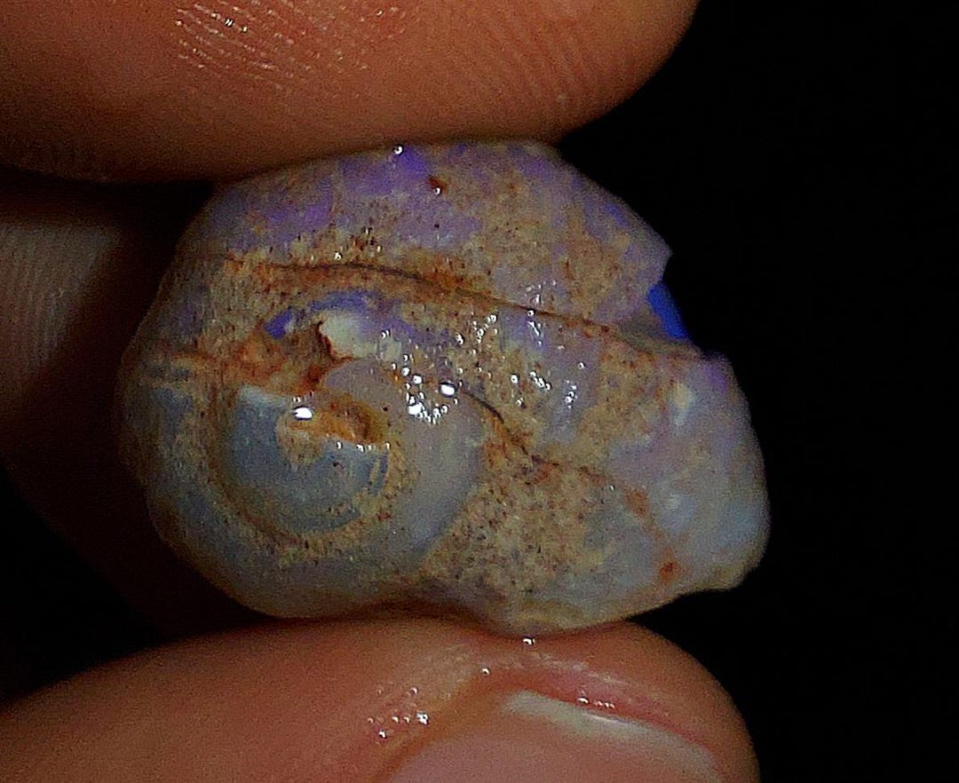 Opalised Saltwater Sea Snail Fossil Opal 27.4ct Shellfish Gastropoda ...