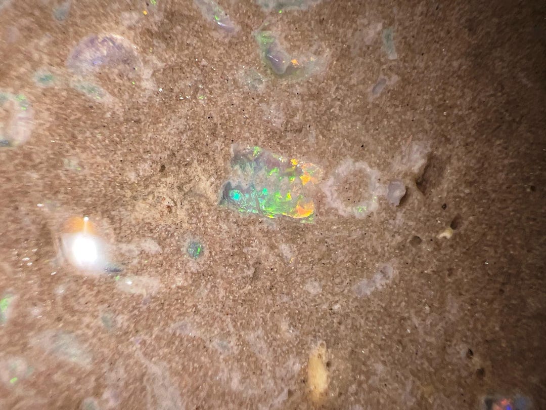 Zooplankton Opalised Fossil Tablet Cluster Multiple Organisms ...