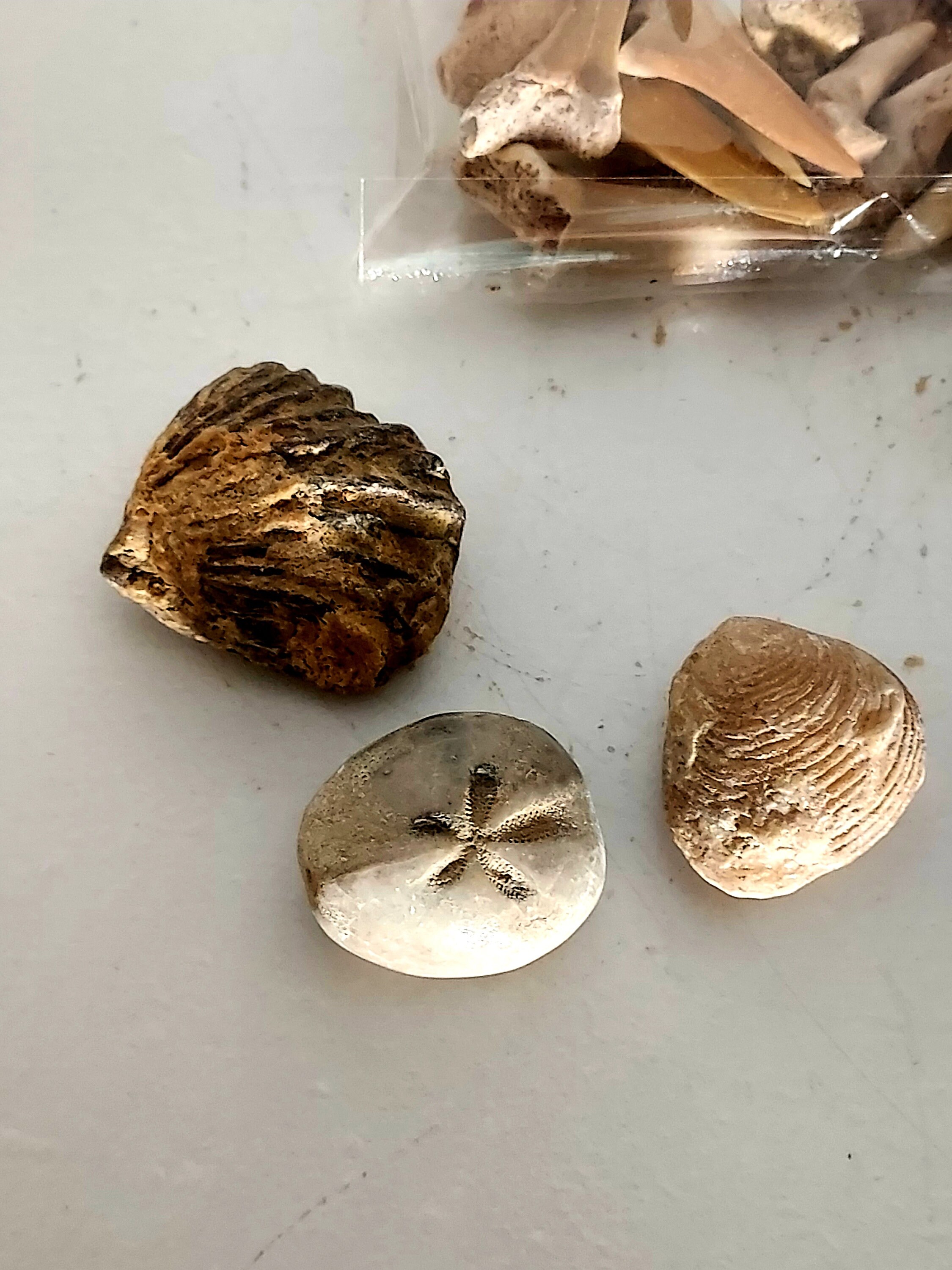Great Fossil Collection Set of Shark Teeth, Ammonite, Belemnite, Sea ...