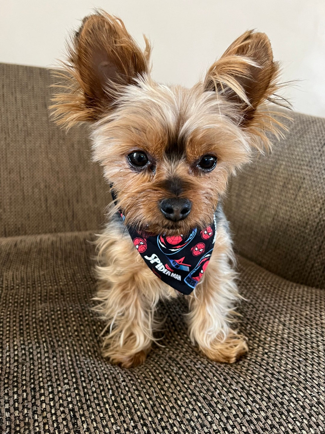 Spider-man Dog Bandana Adjustable Collar Dog Bandana Pet Bandana Marvel ...